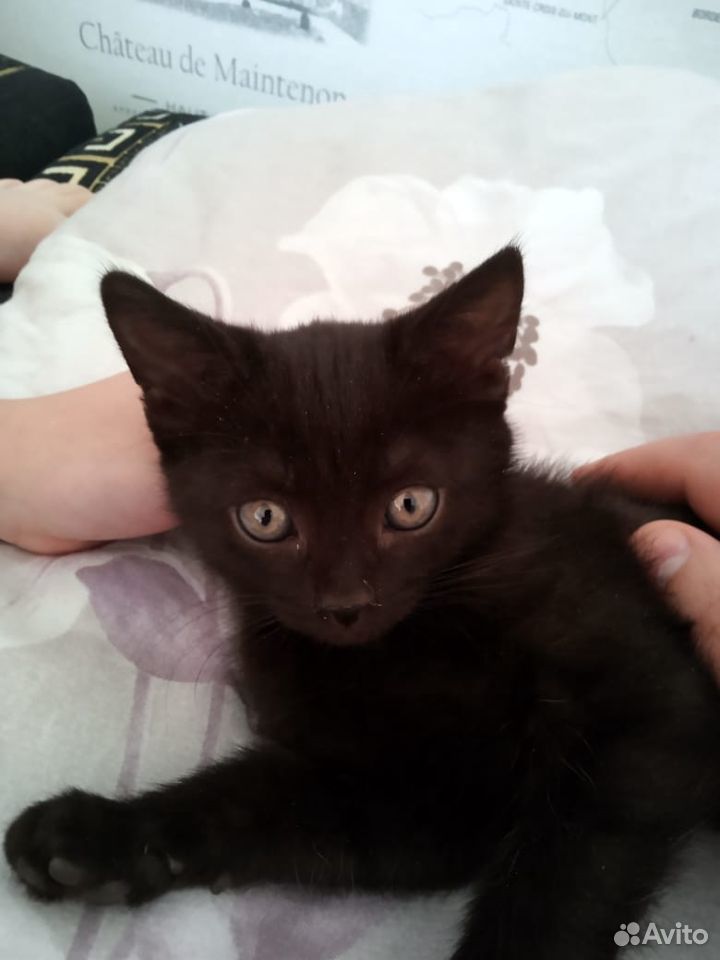 Котёнок чёрного окраса