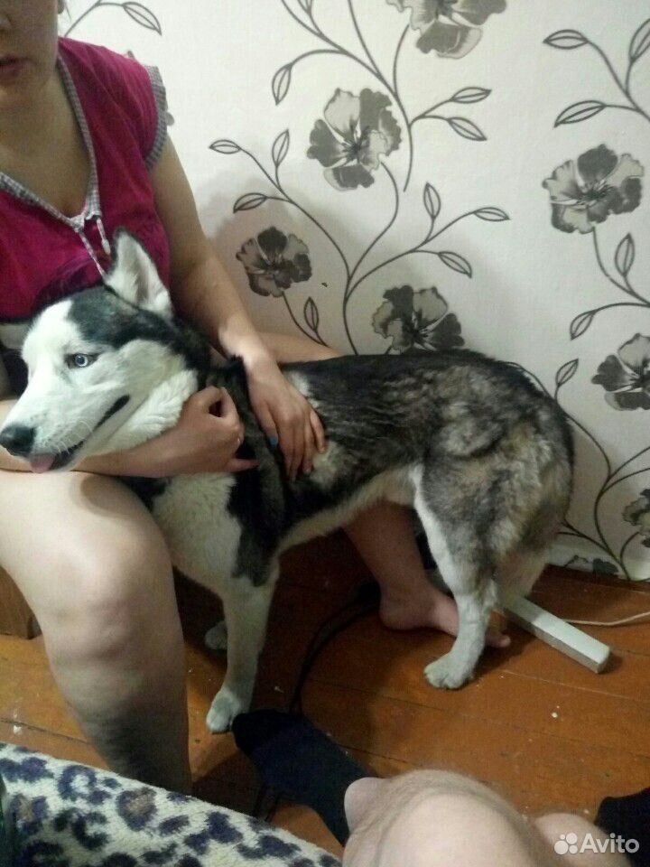 Сибирский хаски