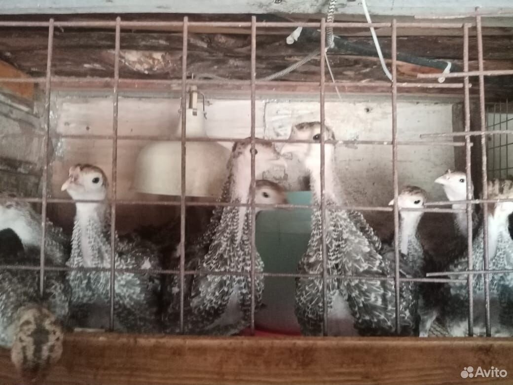 Индюшата (Бронза 708 "Франция")