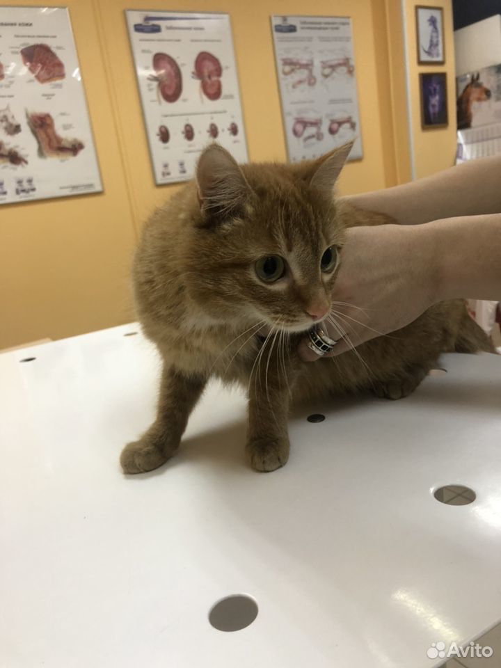 Кошка