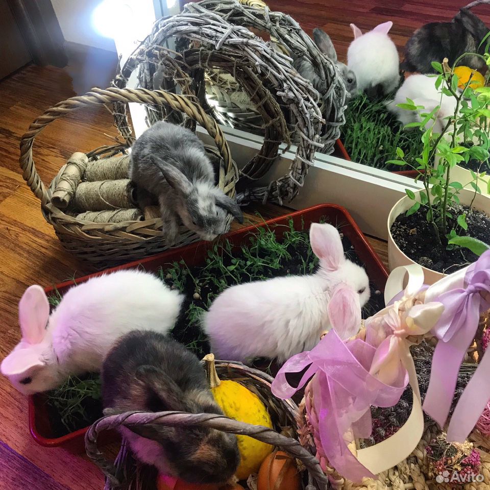 Декоративные кролики