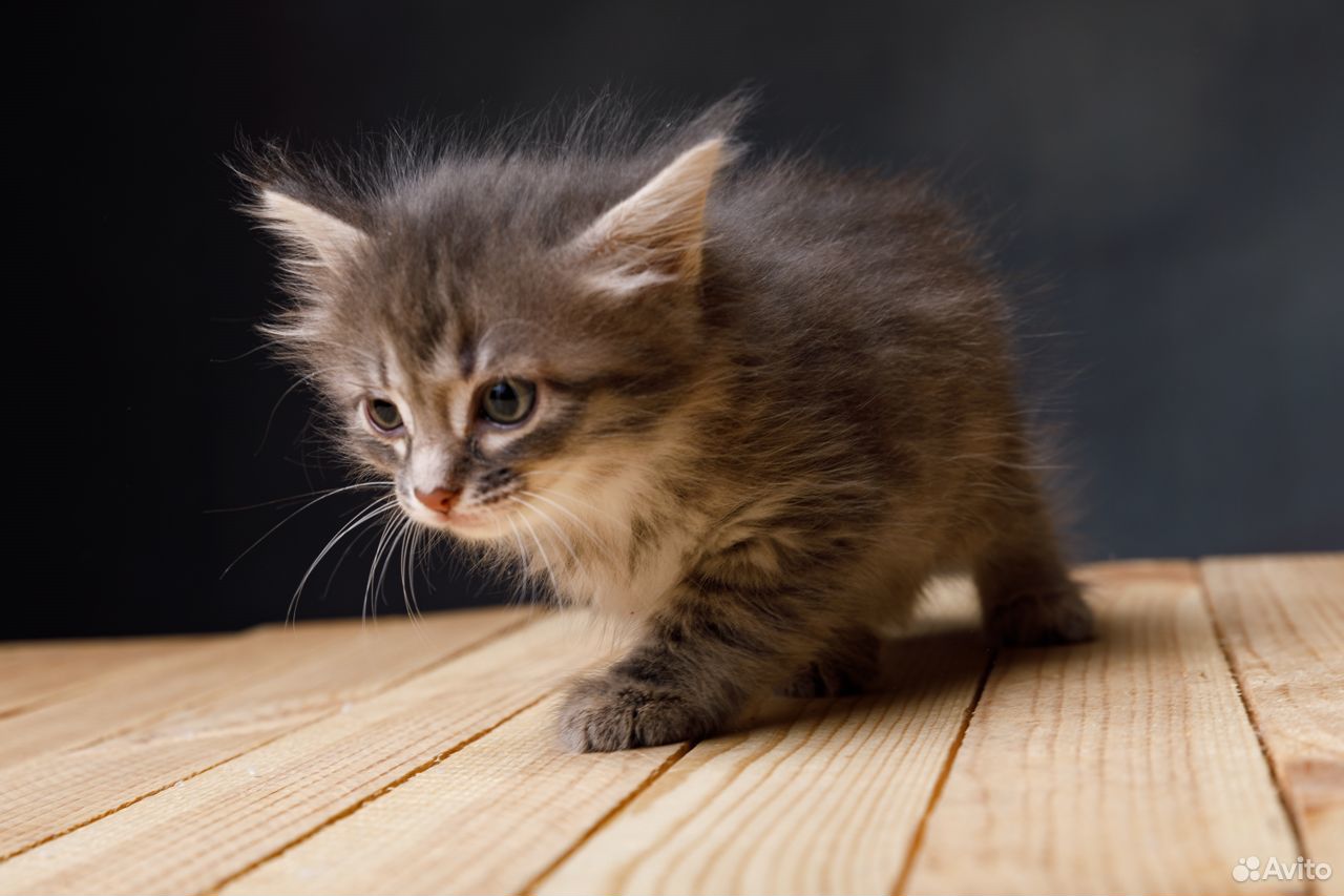 Котенок девочка ищет новый дом 1 мес