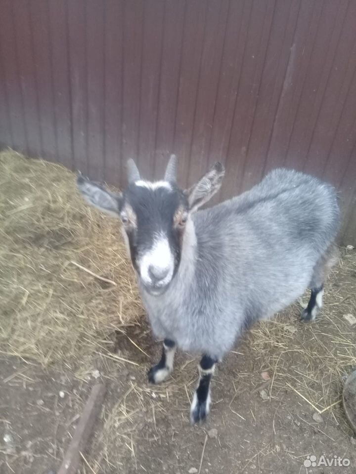 Продам козу