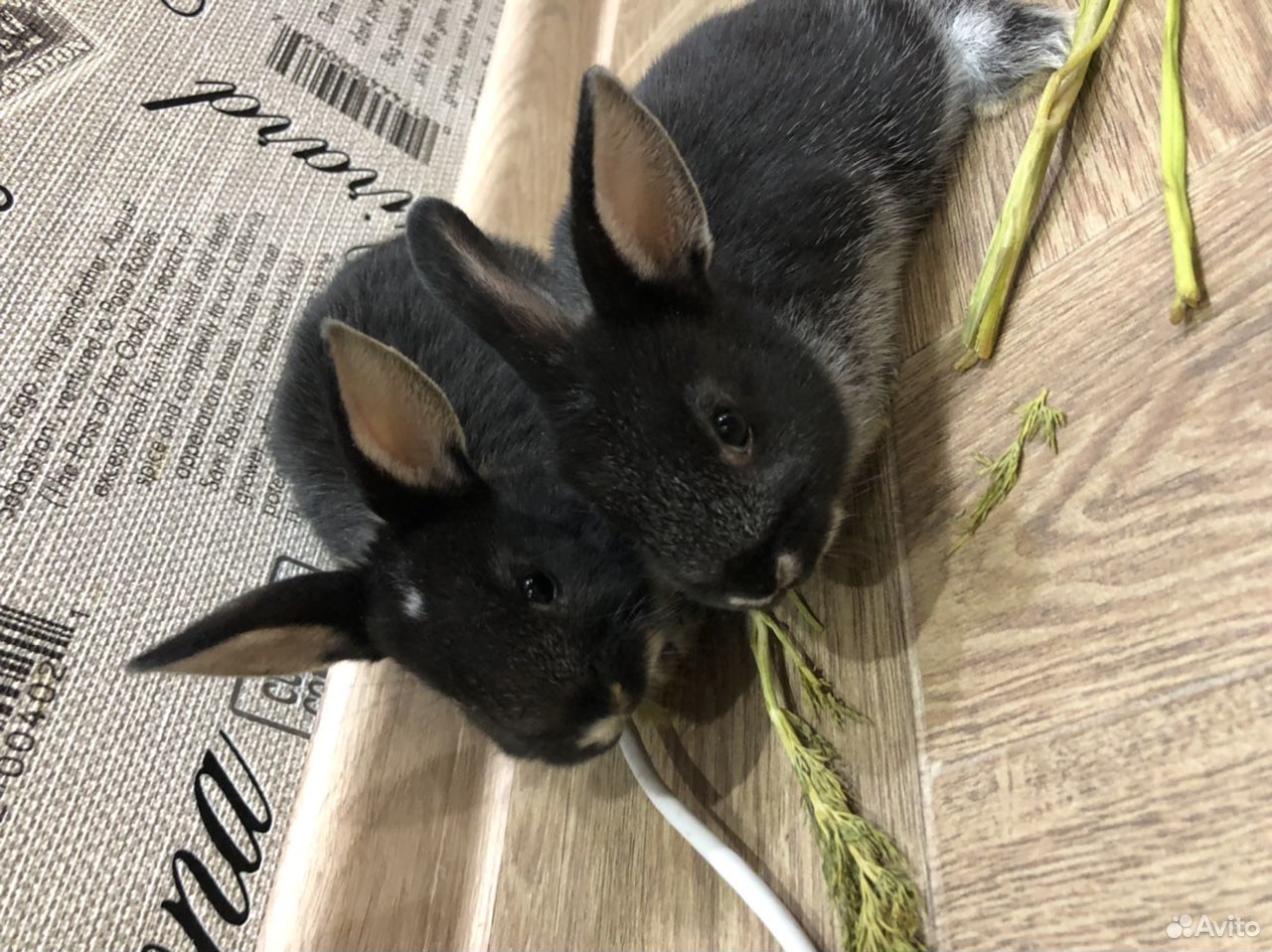 Кролик карликовый