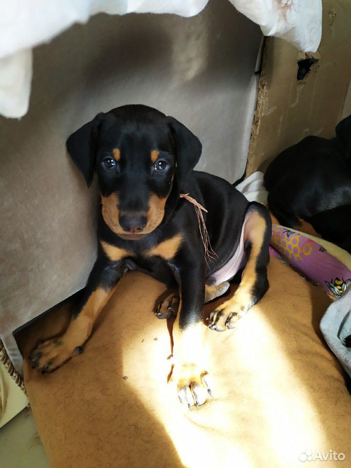 Собака доберман