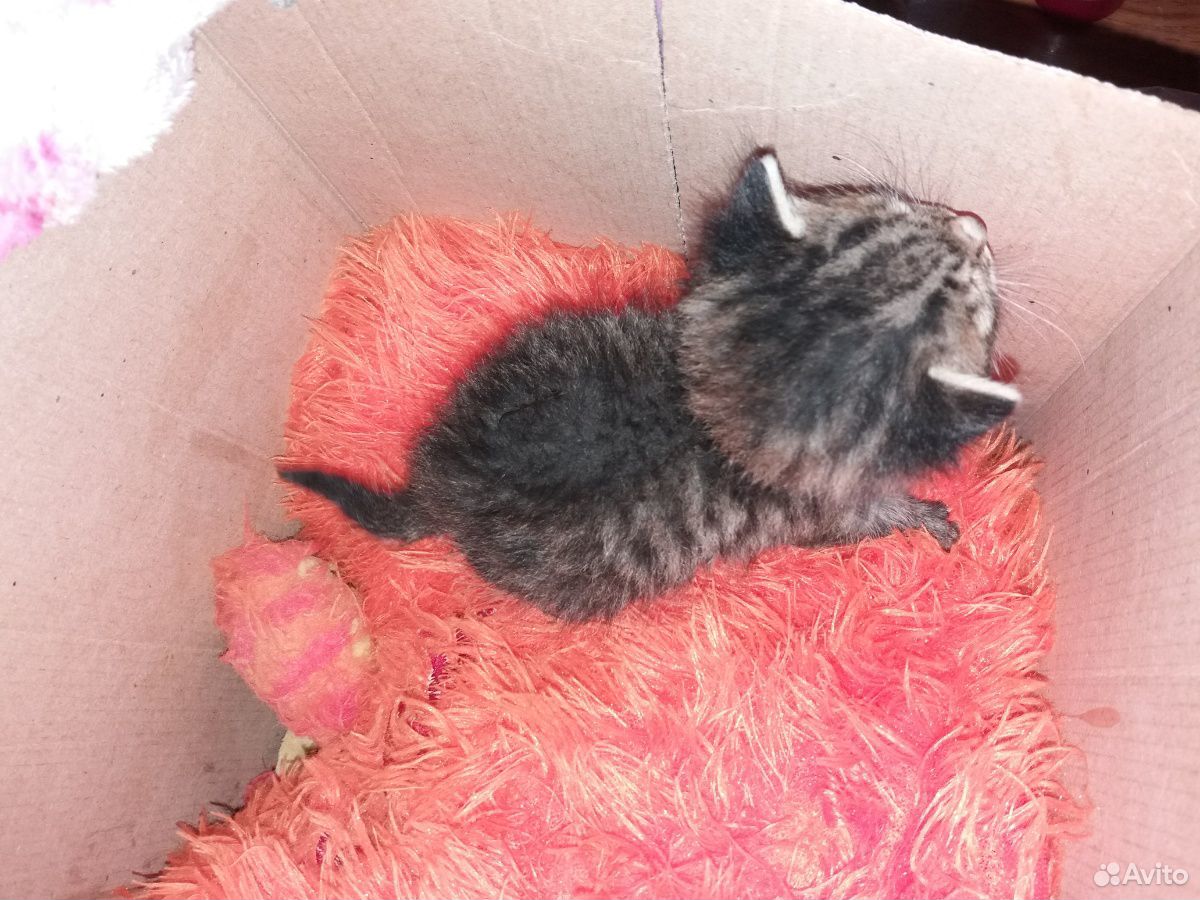 Отдам котенка