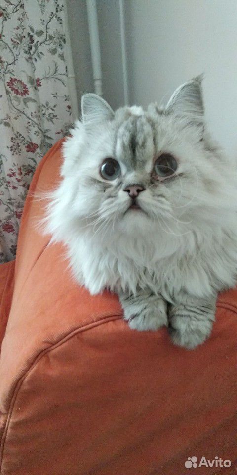 Шотландская