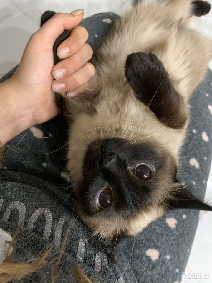 Сиамская кошка