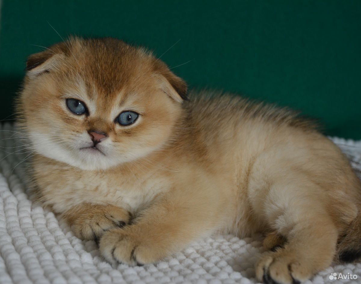 Золотой хомячок