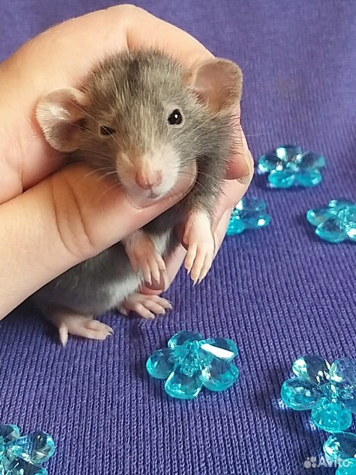 Крысята дьяволята дамбо