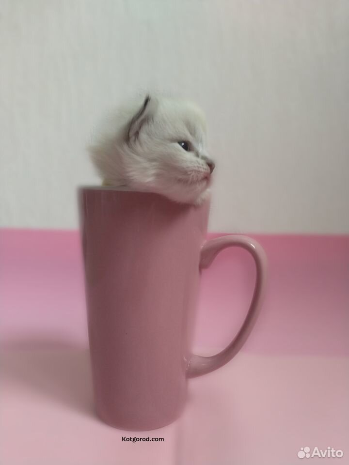 Породистые голубоглазые котята