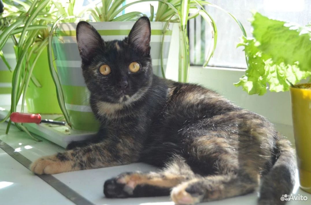 Котенок Мусенька 4 месяца