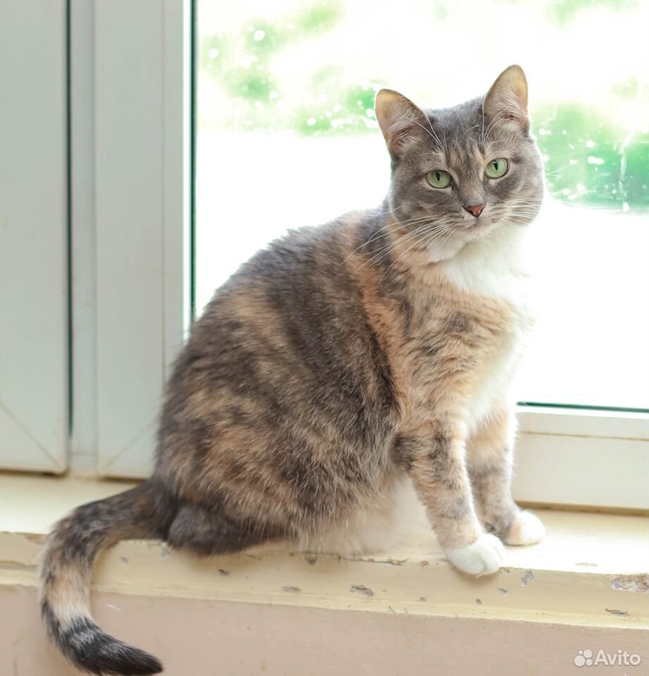 Доверчивая,нежная,ласковая красавица Василиса