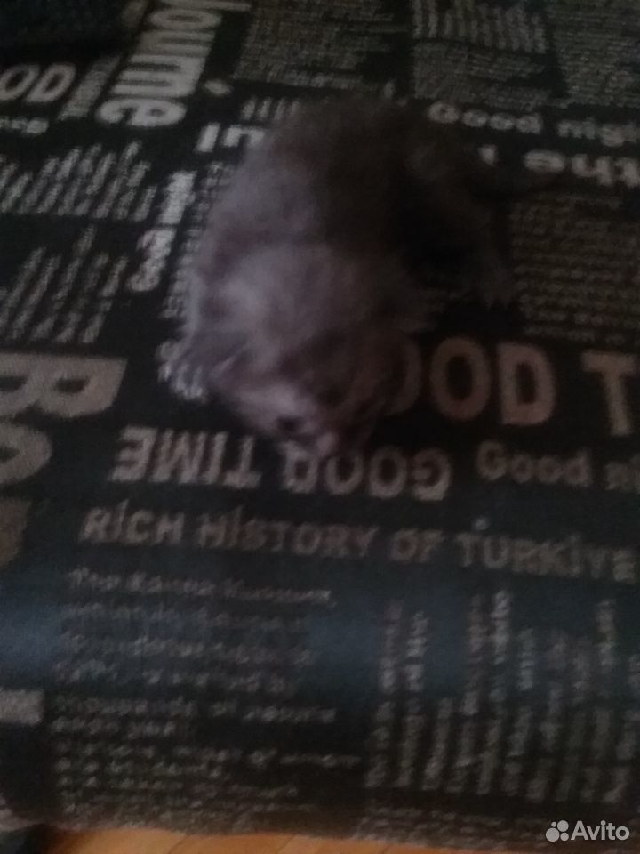 Котята ищут своих маму и папу