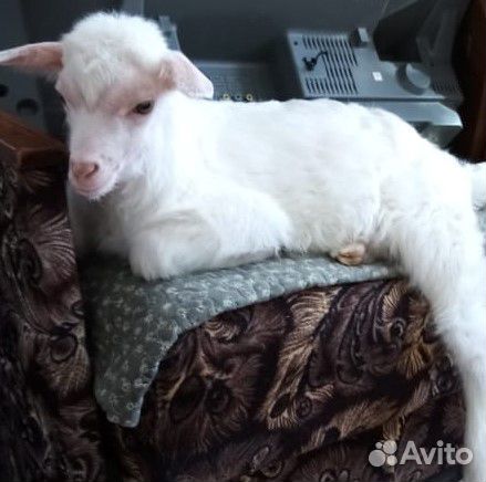 Продаются козлята (козлы)