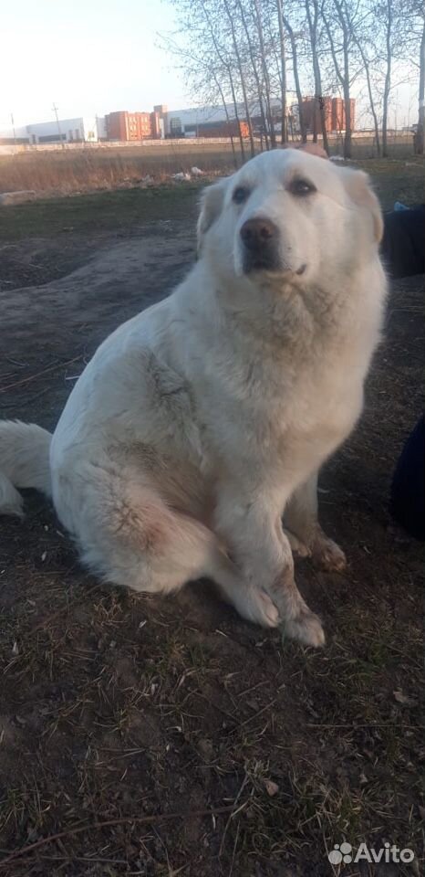 Белая Собака Белка