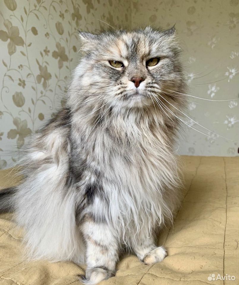 Сибирская кошка, 3 года