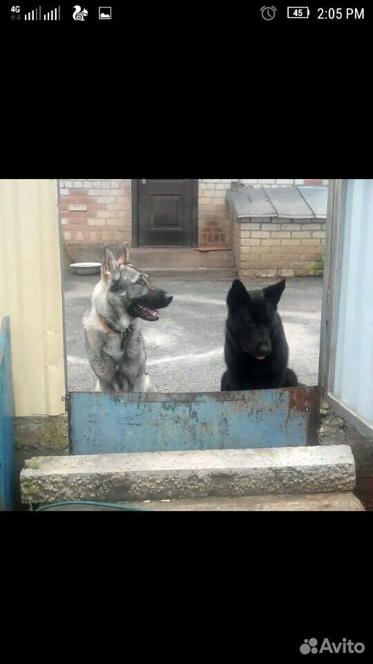 Подрощенная девочка вео