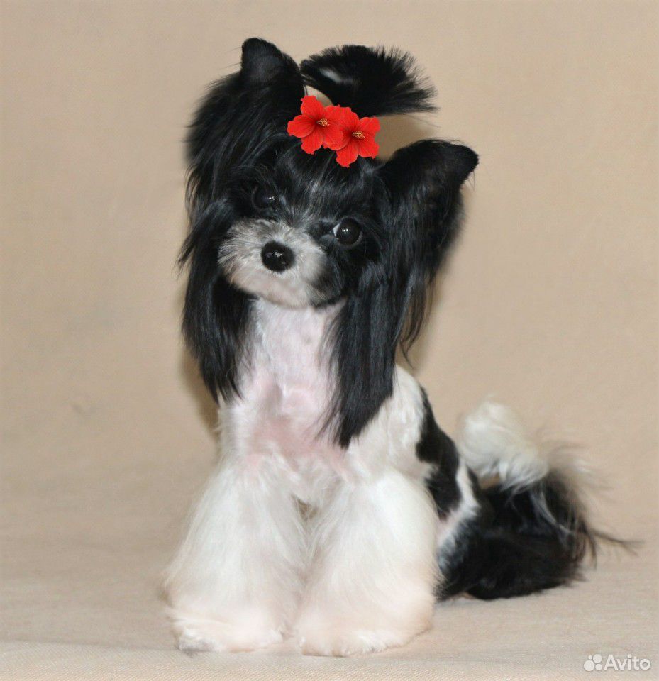 Супер мини девочка цветного йорка