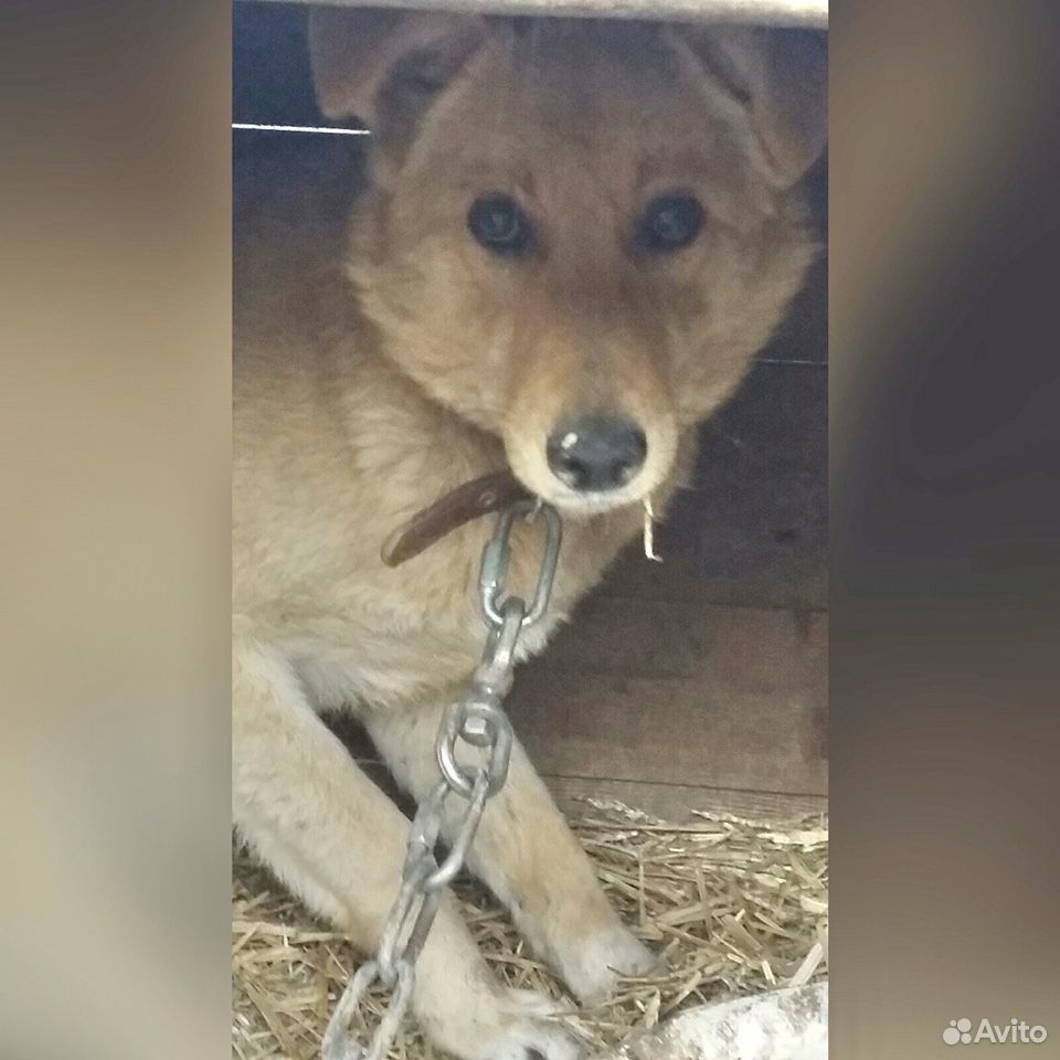 Собака, 6 мес, девочка, собаки, щенок