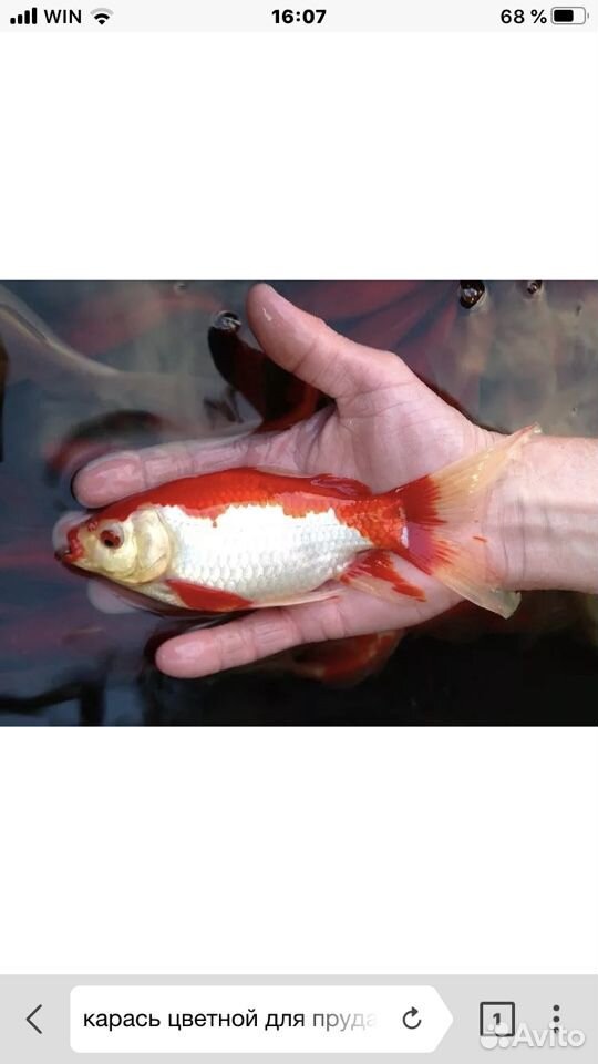 Рыба для пруда