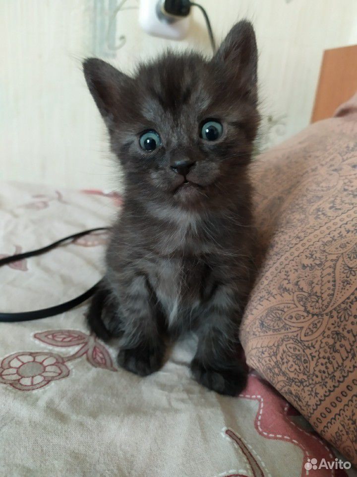 Котенок в добрые руки