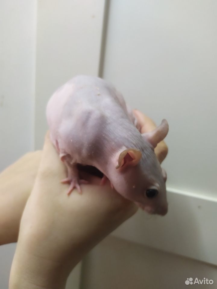 Крыска-мальчик (альбинос) от родителей сфинксов