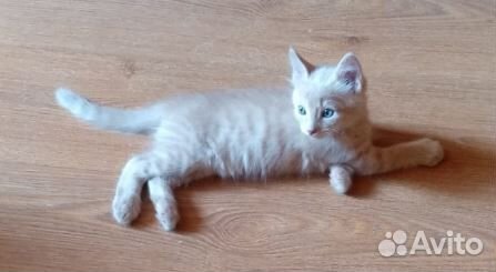 Котенок
