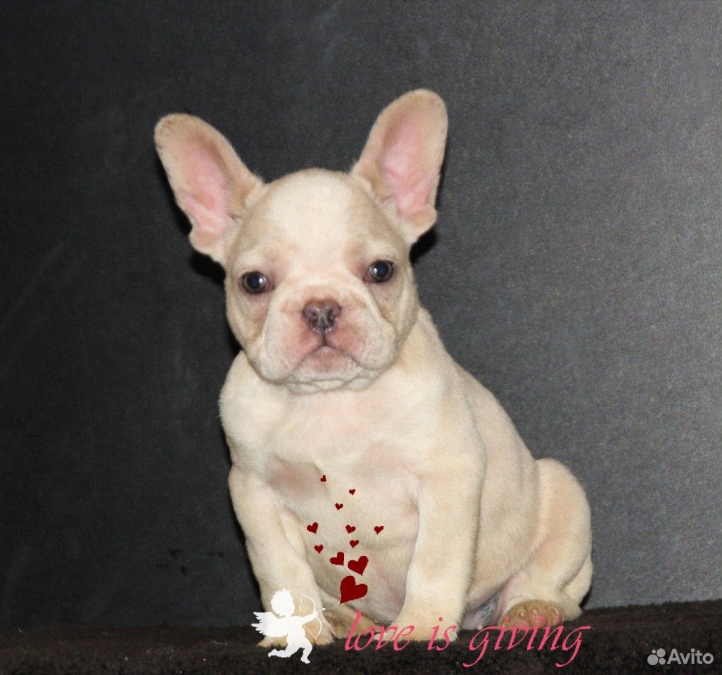 Цветные французята