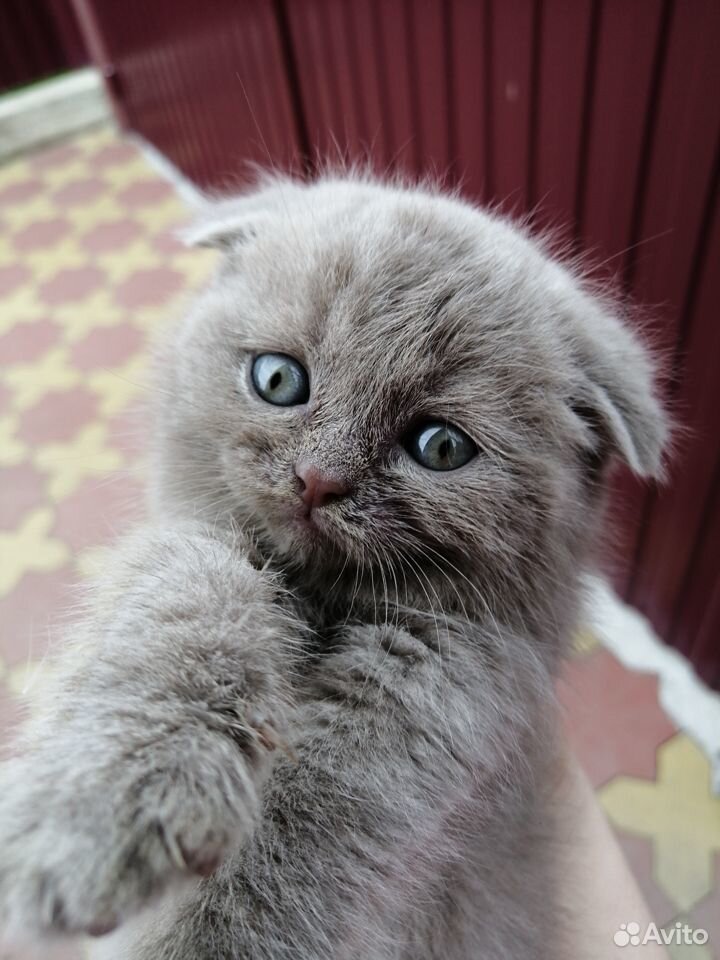 Продаются котята