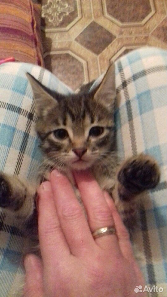 Кошка