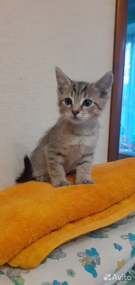 Котик