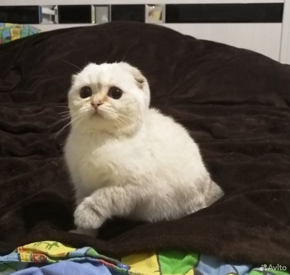 Шотландский котик