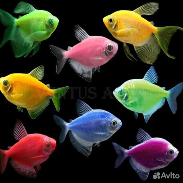 Рыбки тернеции гло фиш. Светящиеся рыбки. GLO