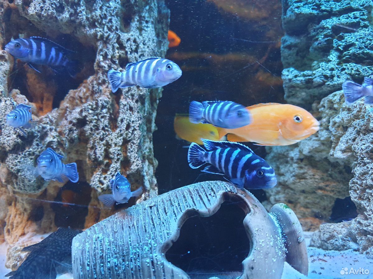 Демасони.малавийские цыхлиды