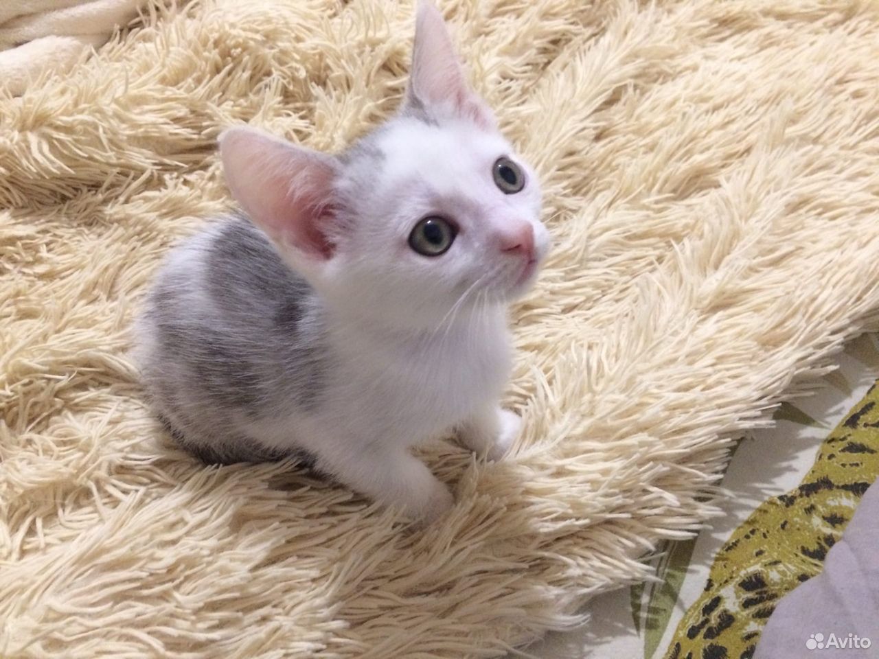 Котята помесь