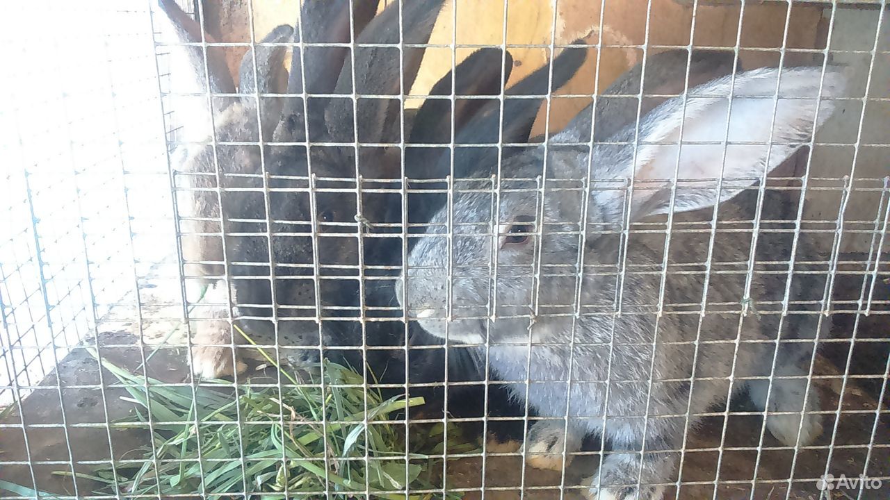 Кролики 4 мес