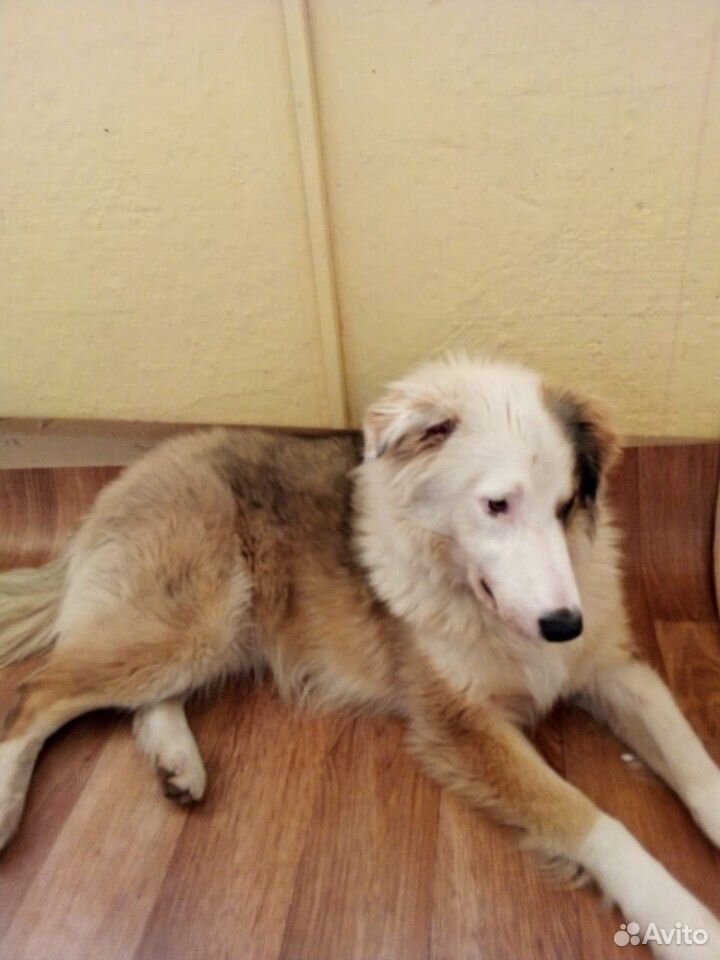 Помесь с Бордер коли