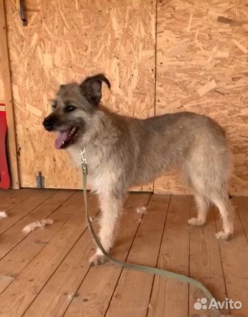 Бородатенькая собака Флора в добрые руки