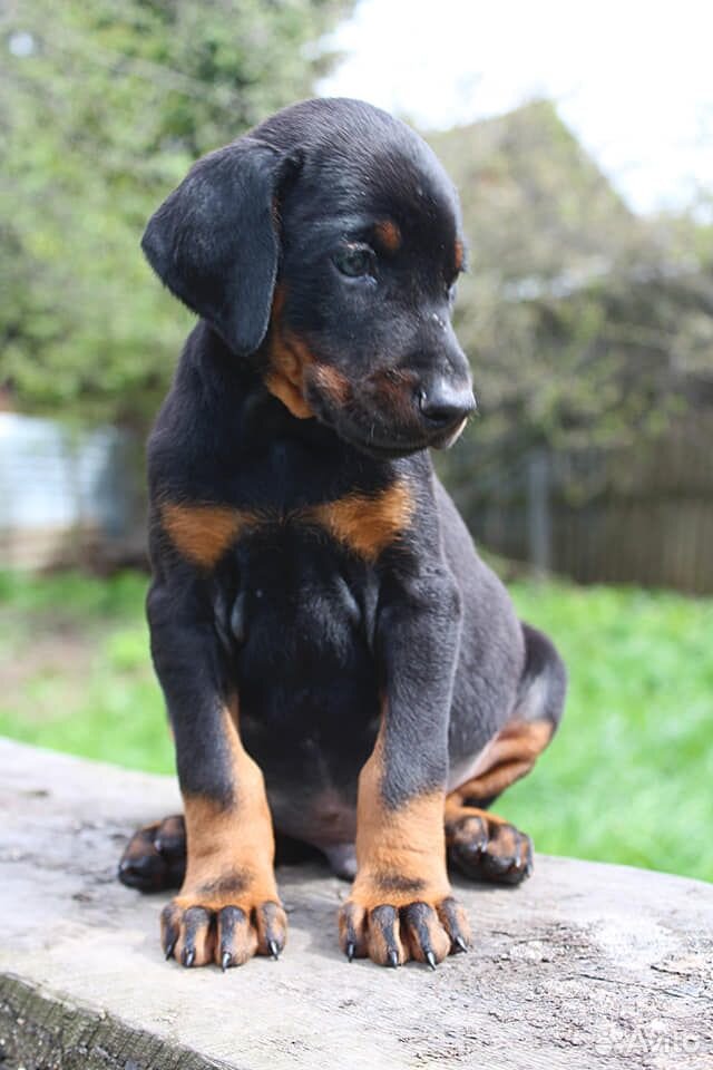 Щенки добермана от вице Чемпиона Мира