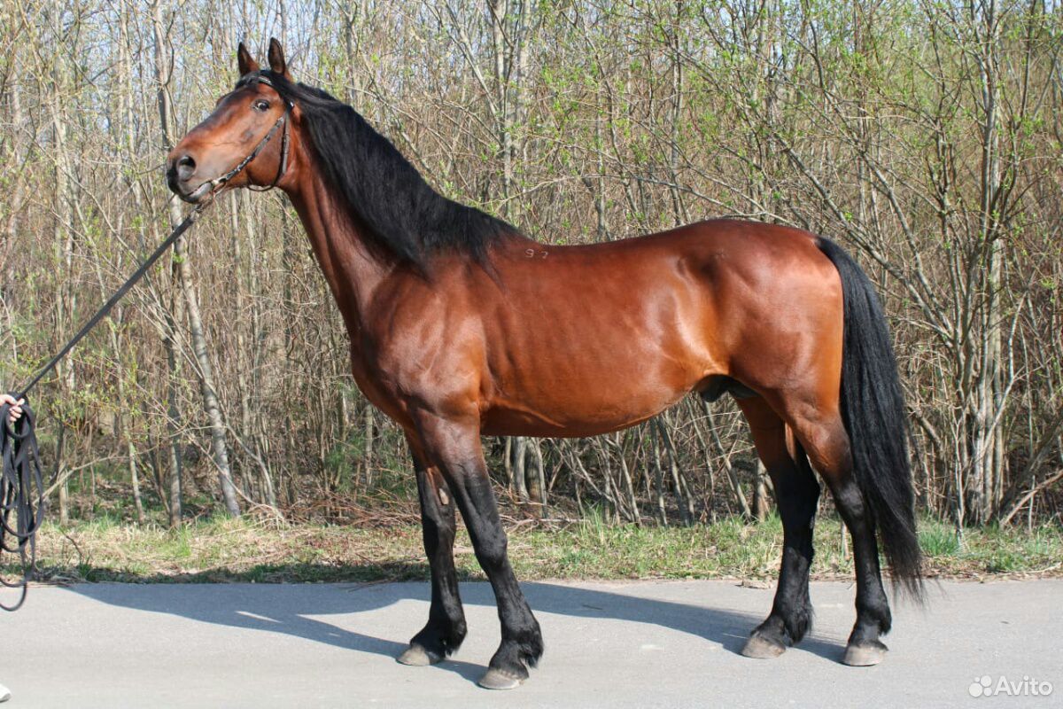 Жеребец на случку