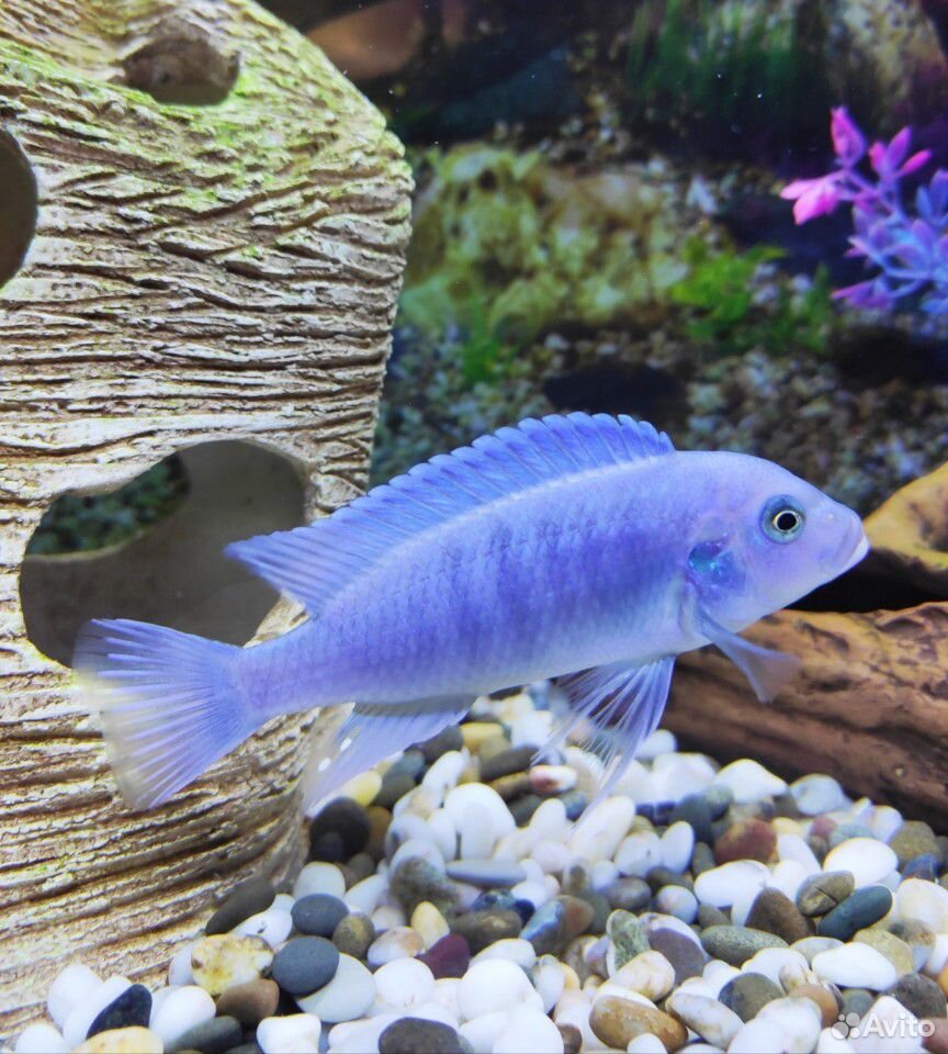 Рыбки (цихлиды, сом)