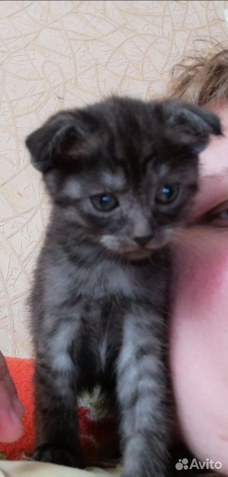 Кошка