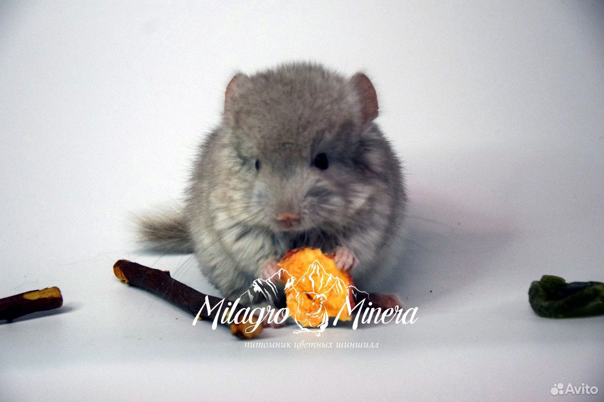 Шиншиллка девочка 2 месяца носитель Ангоры