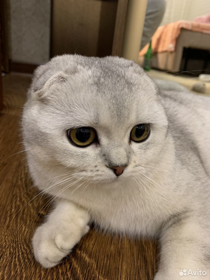 Шотландская кошечка на вязку