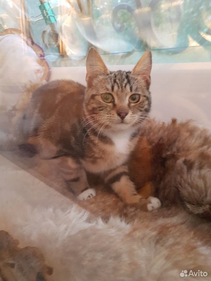 Кеша ищет дом