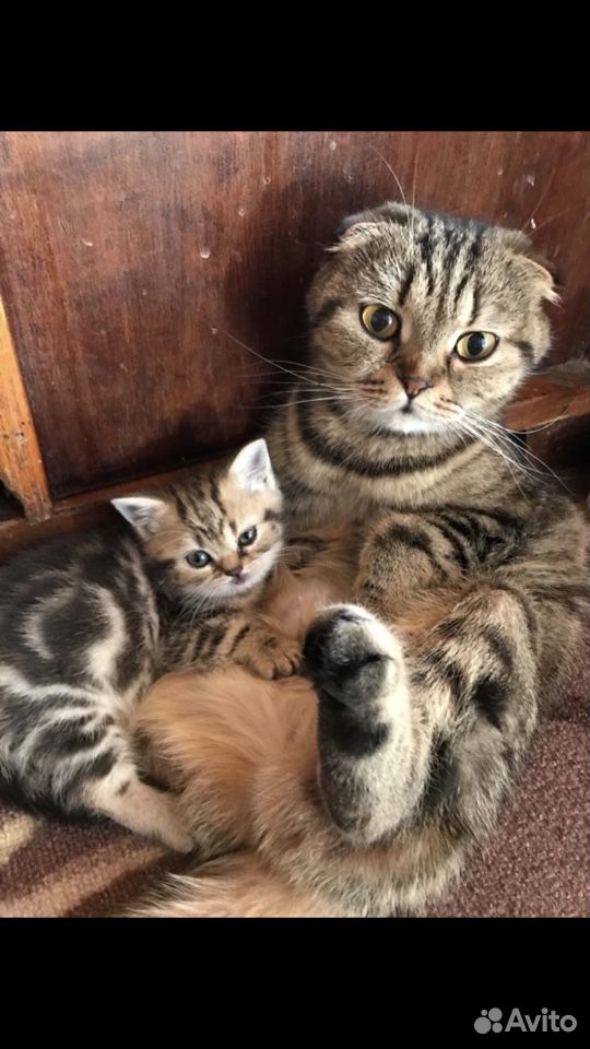 Кошка шотландская прямоухая