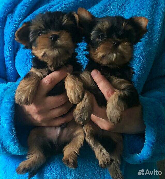 Ну очень красивые Йорики