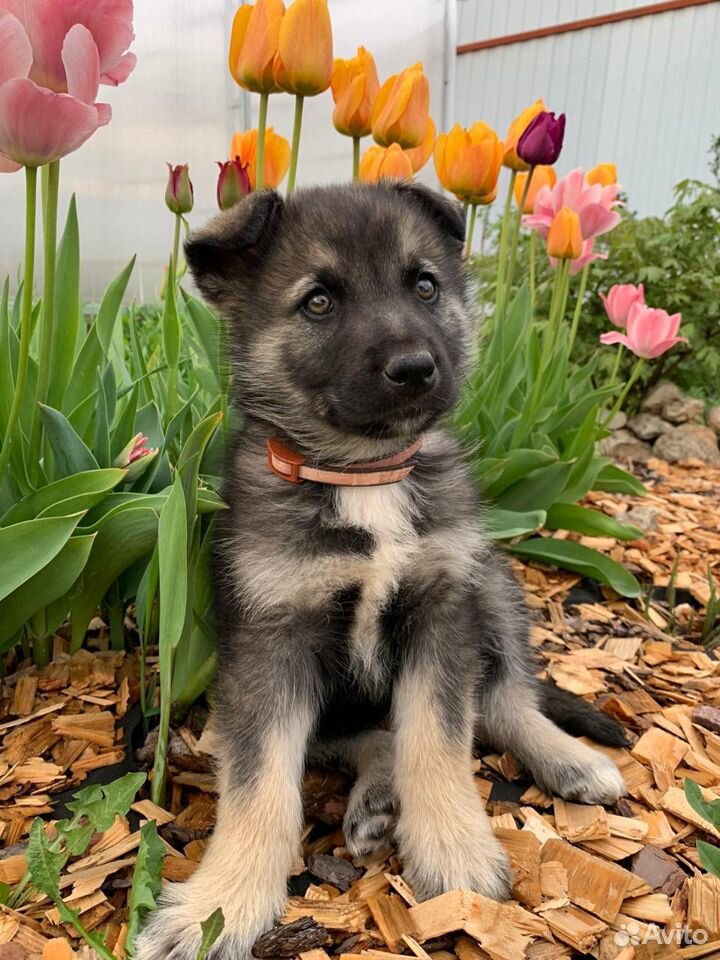 Щенок Жорик