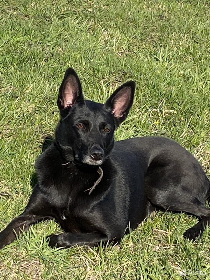 Черничная Кнопочка ищет дом